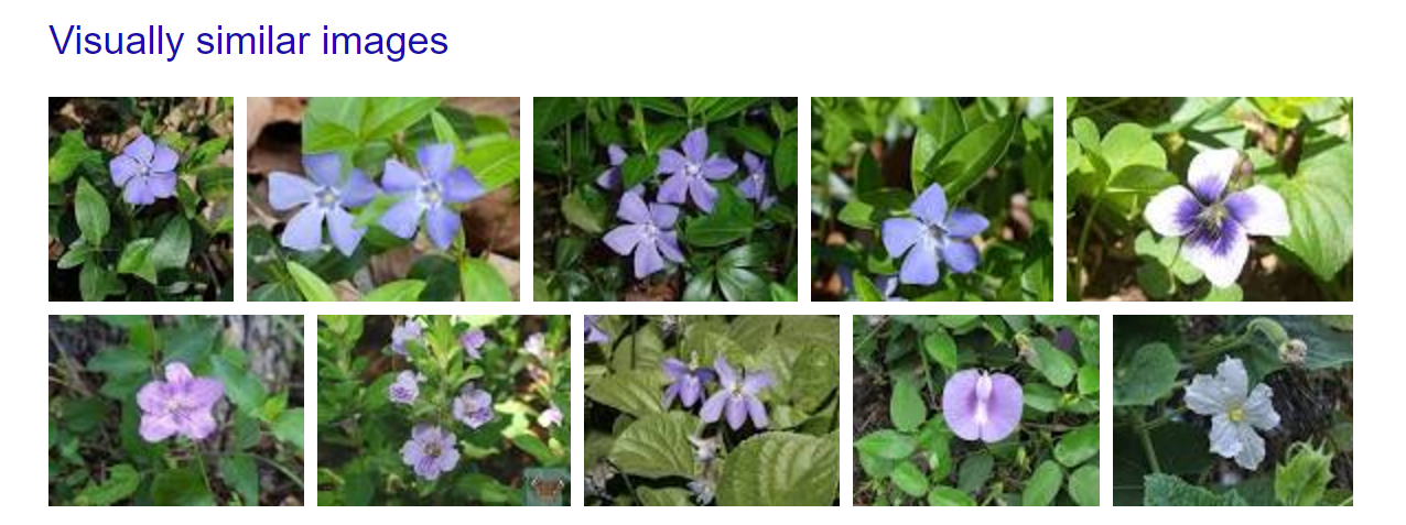 Google’s Reverse Image Search – Kerszi